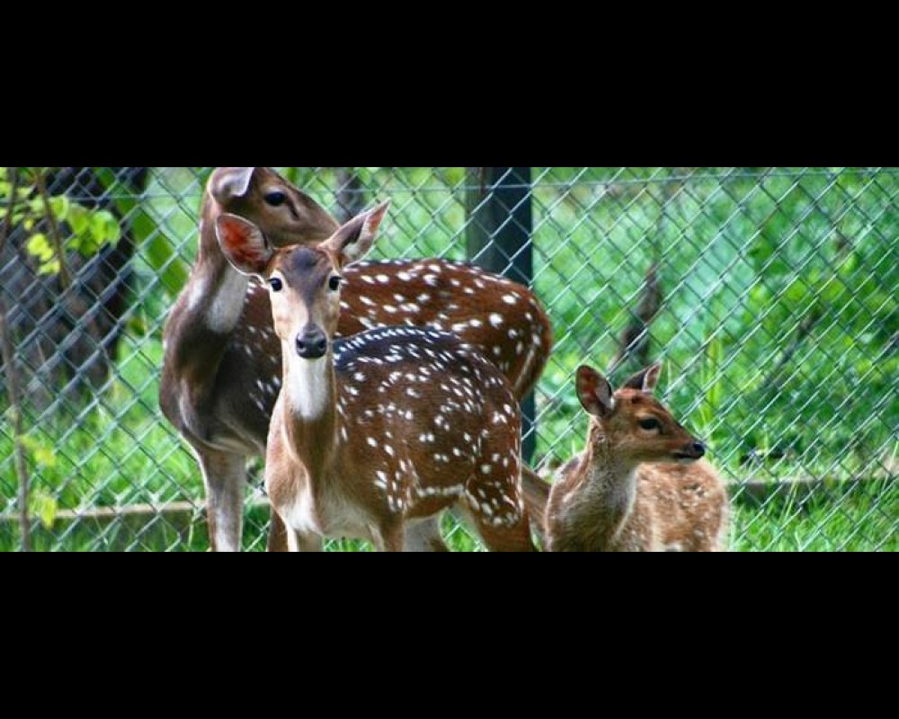 Lok Kawi Wildlife Park